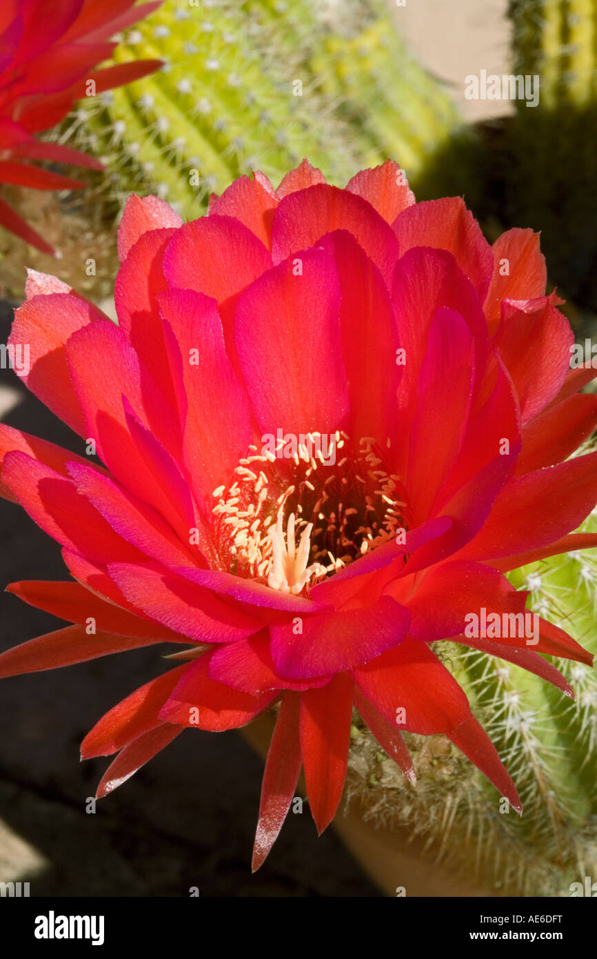 Red hybrid Trichocereus cactus flower Stock Photo - Alamy