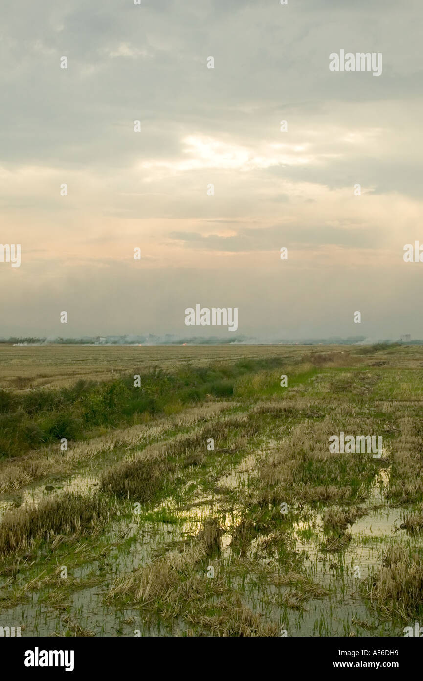 Paella rice fields hi-res stock photography and images - Alamy