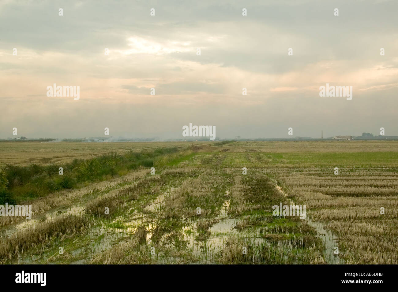 Paella rice fields, La Albufera, Valencia, Comunidad Valenciana, Spain ...