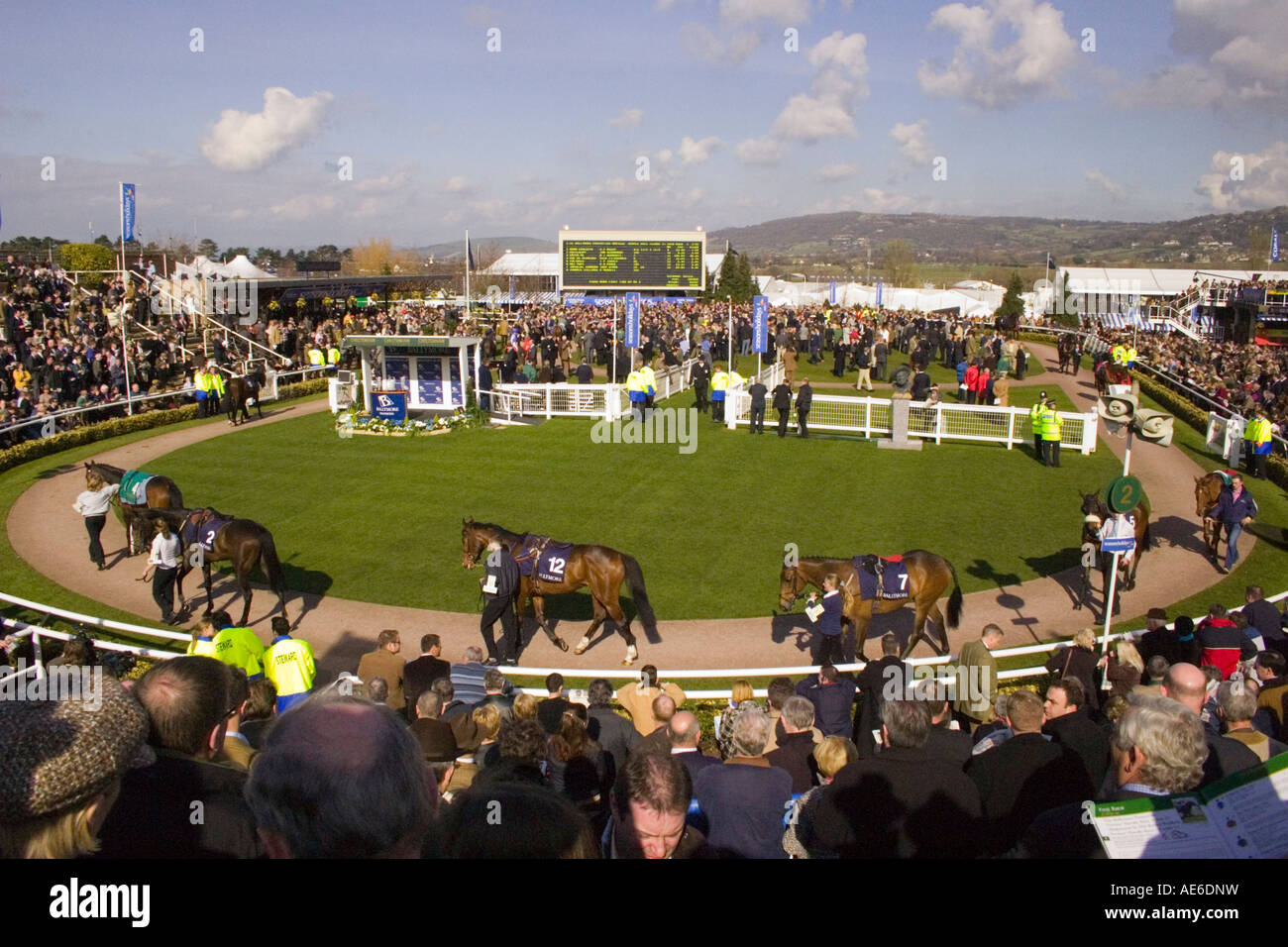 Horses are paraded in the parade ring hi-res stock photography and ...