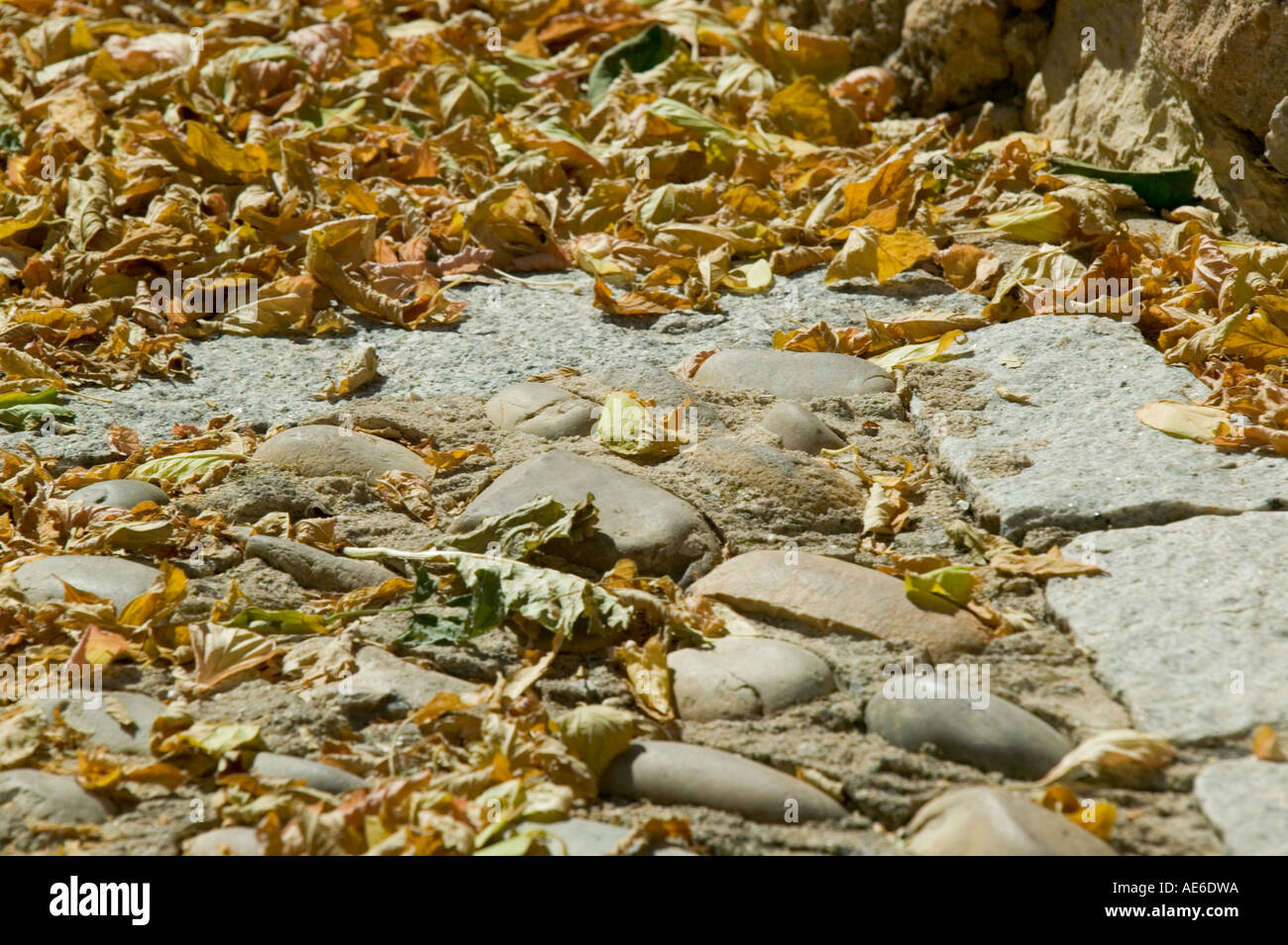 Detail of leaves on cobbled street in Cuenca, New Castile, Castilla-La ...
