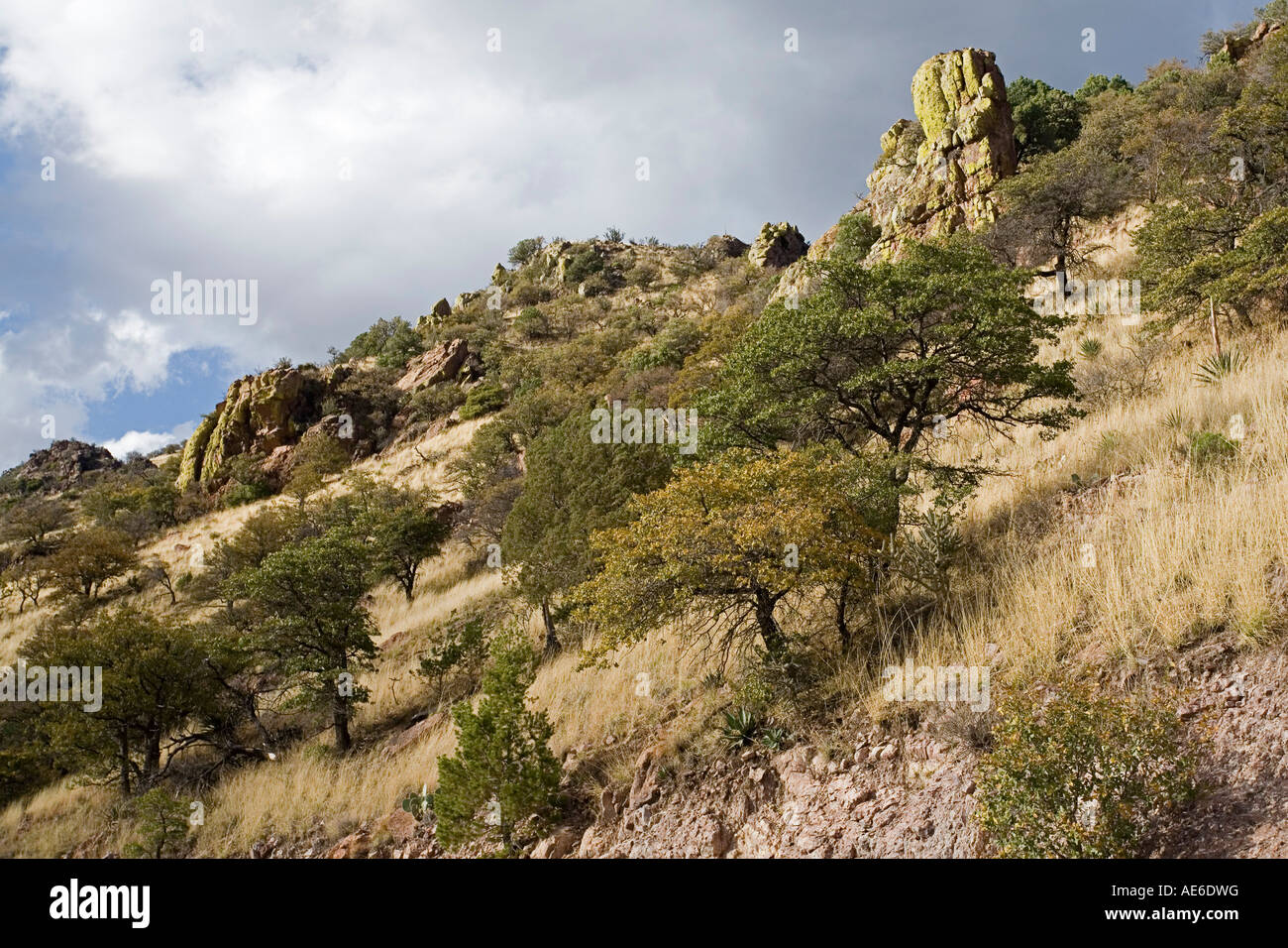 Foothills of the Huachuca Mountains near Sierra Vista Arizona Stock ...