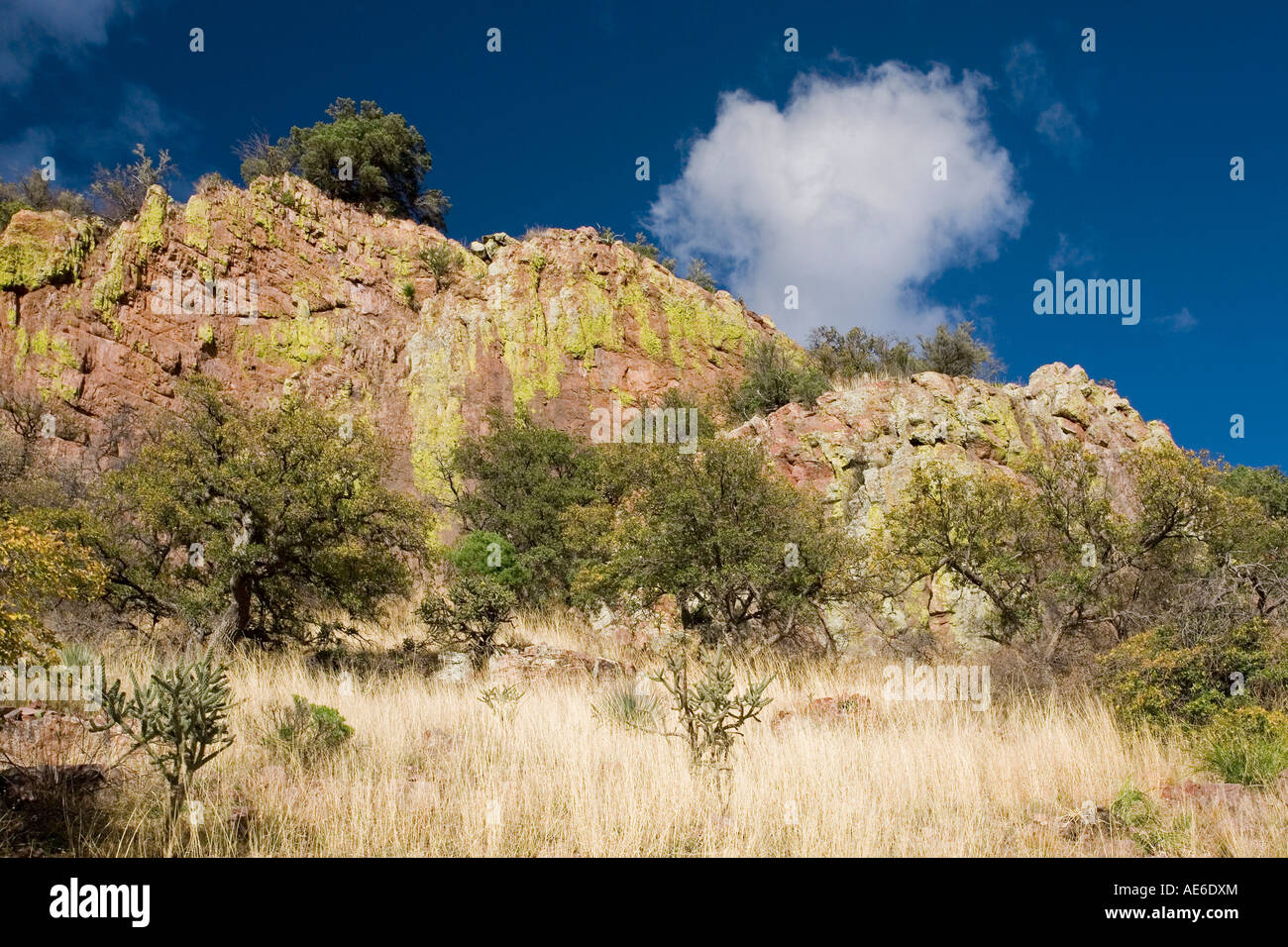 Lichen covers rocky outcrops in the foothills of the Huachuca Mountains ...