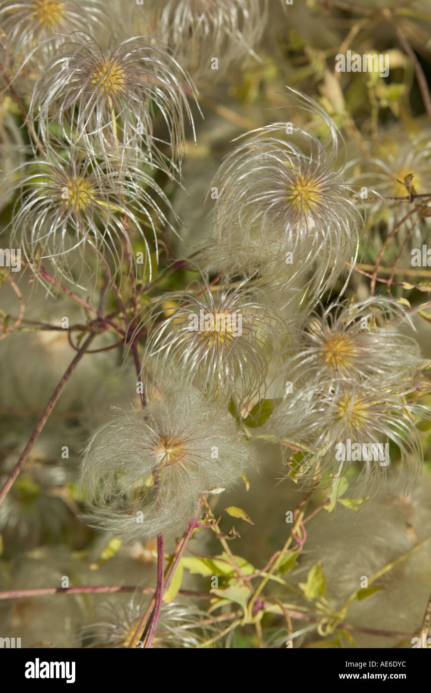 Flowers in Albarracin, once Kingdom of Azagras with Moorish roots, West ...