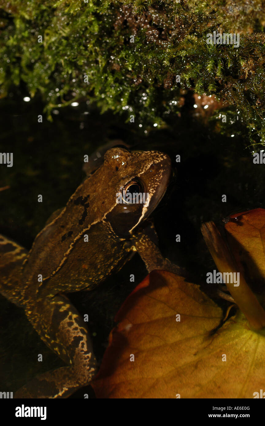 Common frog close up hi-res stock photography and images - Alamy