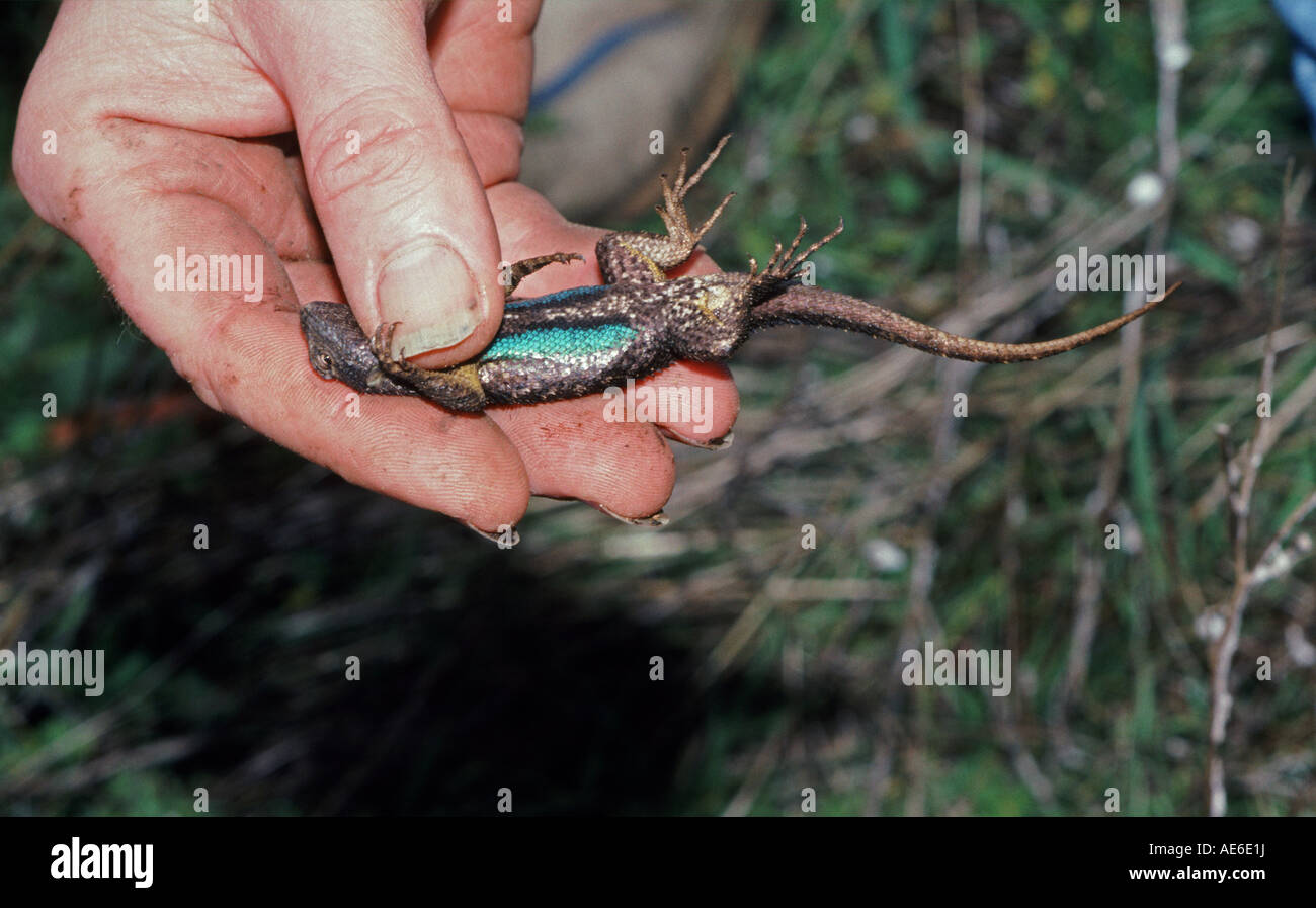 Western fence lizard Sceloporus occidentalis Blue belly caught and held ...