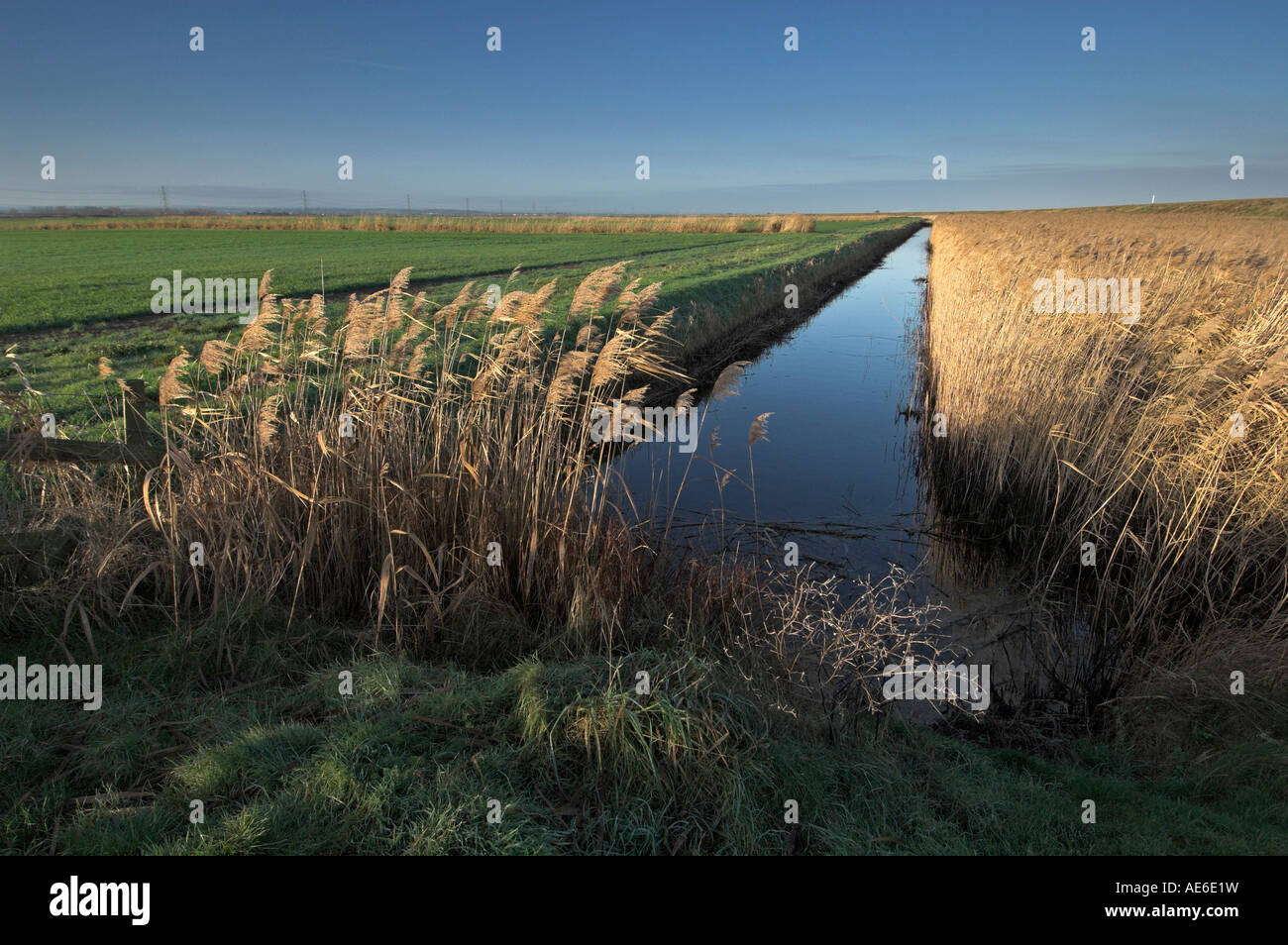 Common Reed Phragmites australis and ditch arable South Swale Nature ...