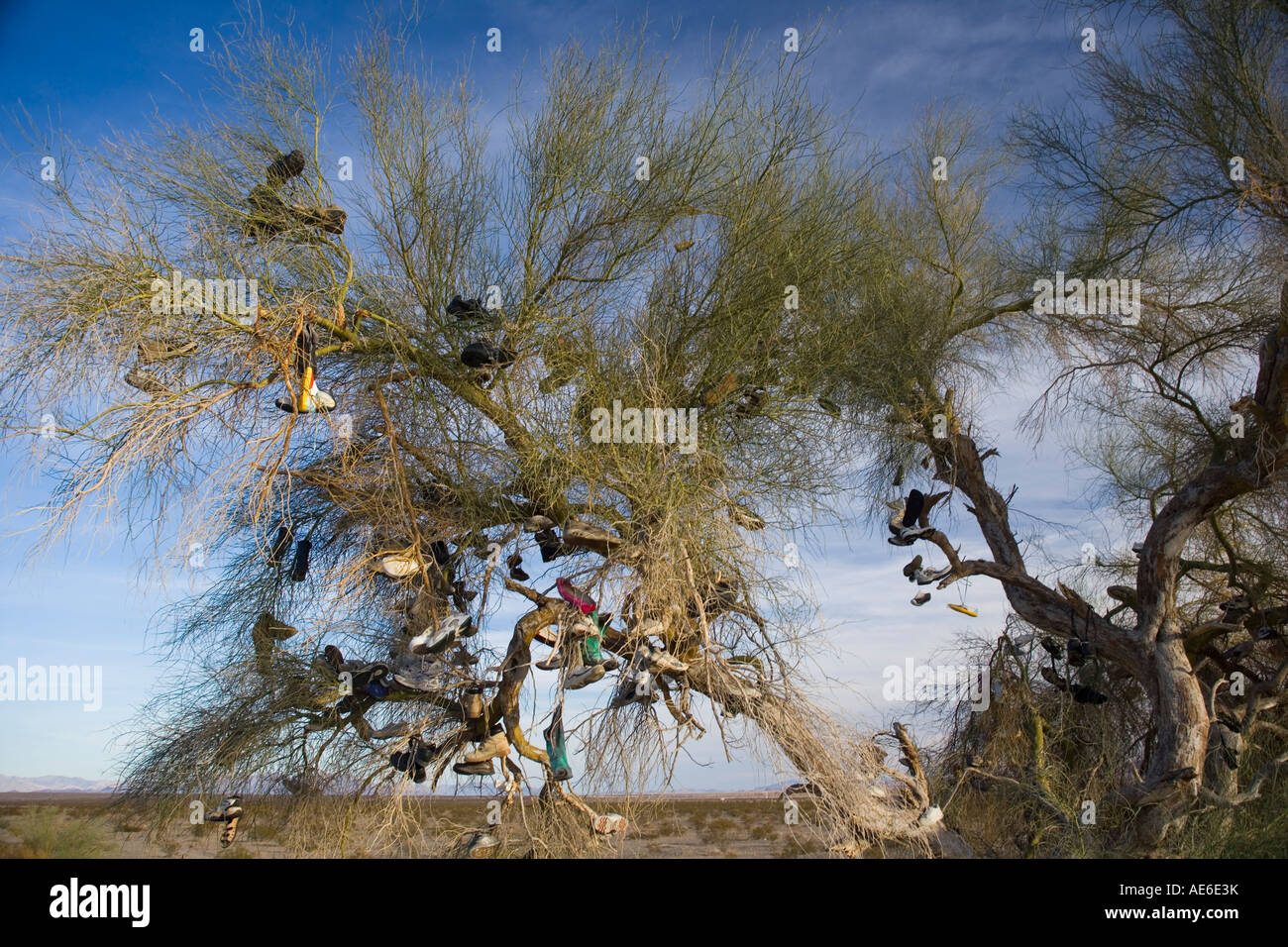 A tree filled with shoes on the site of Route 66 just outside Amboy ...