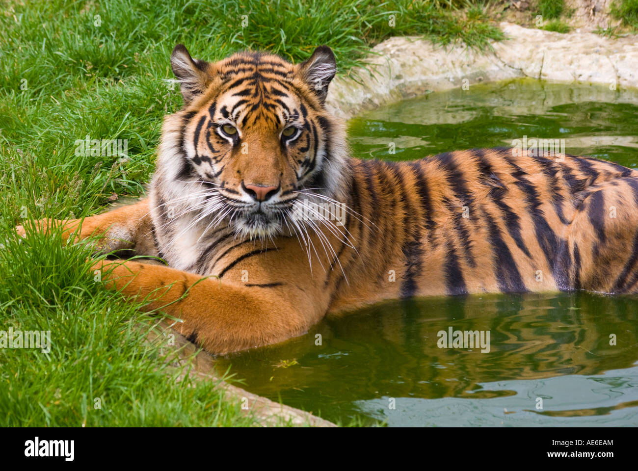 Tiger cooling off Stock Photo - Alamy