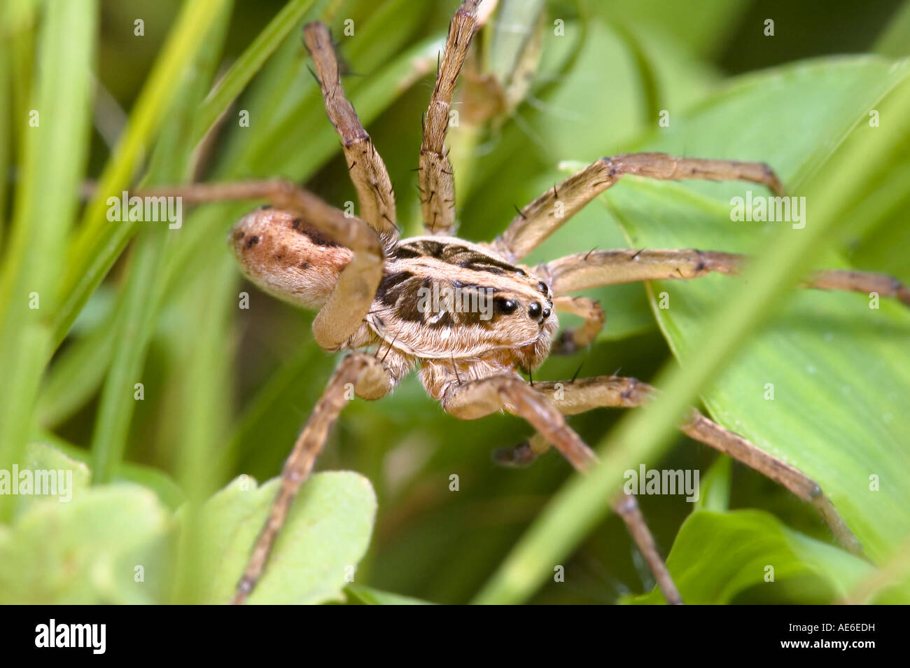 Spider hunting in the grass Stock Photo - Alamy