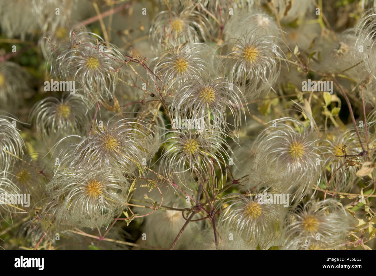 Flowers in Albarracin, once Kingdom of Azagras with Moorish roots, West ...