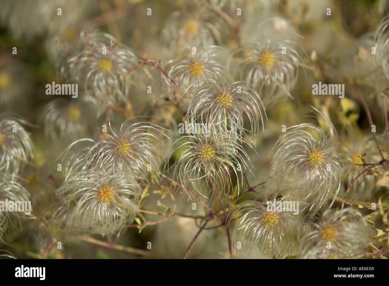 Flowers in Albarracin, once Kingdom of Azagras with Moorish roots, West ...