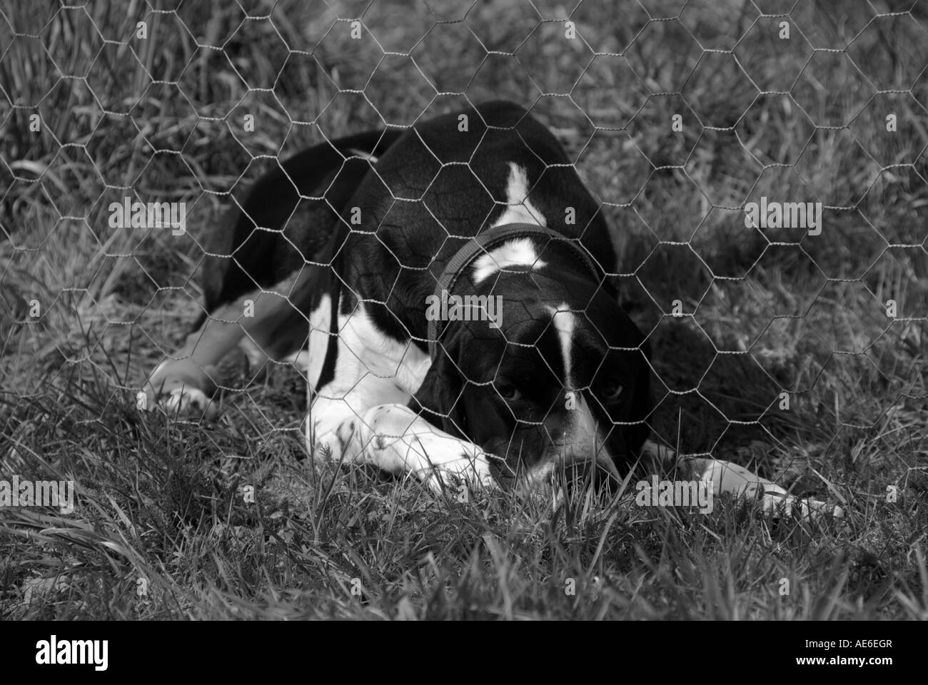 English pointer dog hi-res stock photography and images - Alamy