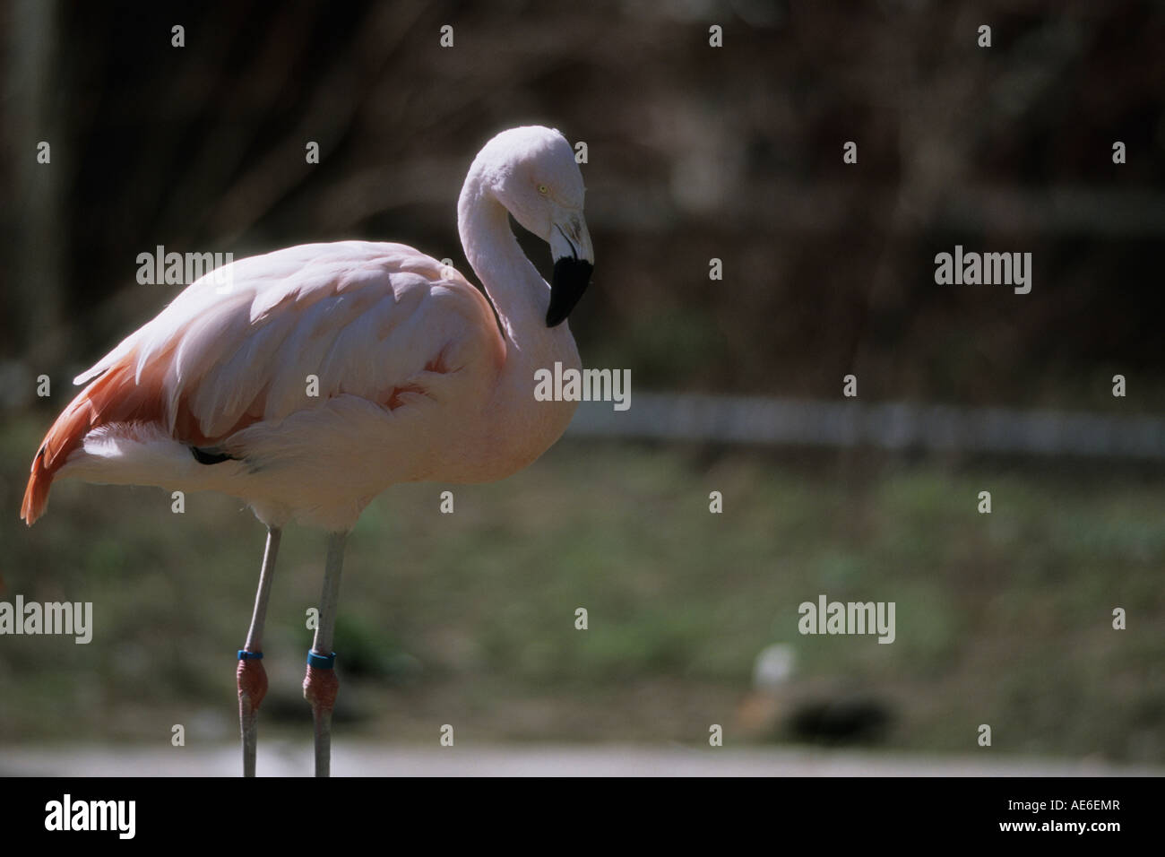flamingo bird pink legs beak color tropical Stock Photo - Alamy