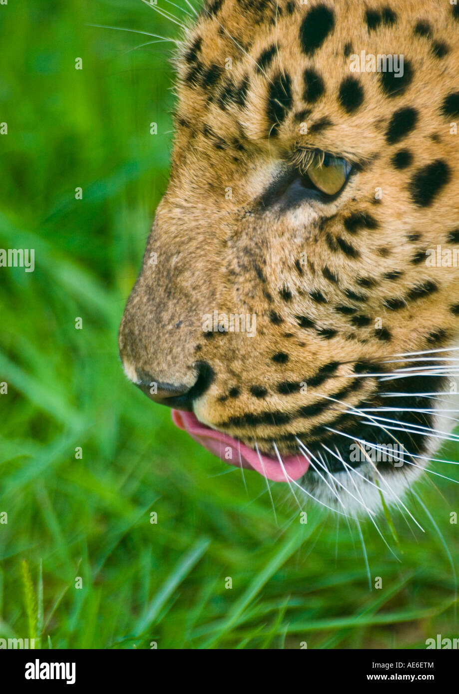 Amur Leopard 1 Stock Photo - Alamy