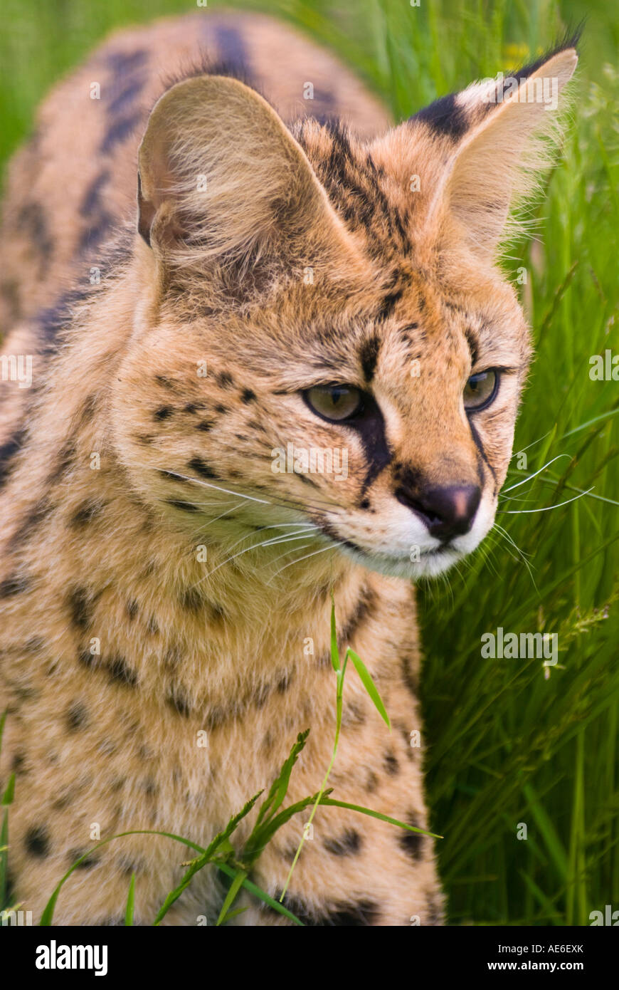 Felis leptailurus serval hi-res stock photography and images - Alamy