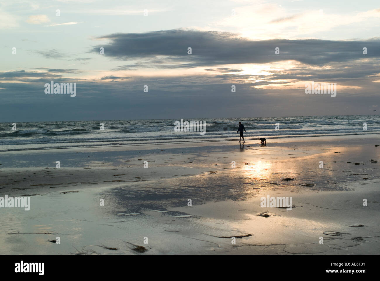 person walking dog on Borth beach at sunset summer evening with ...