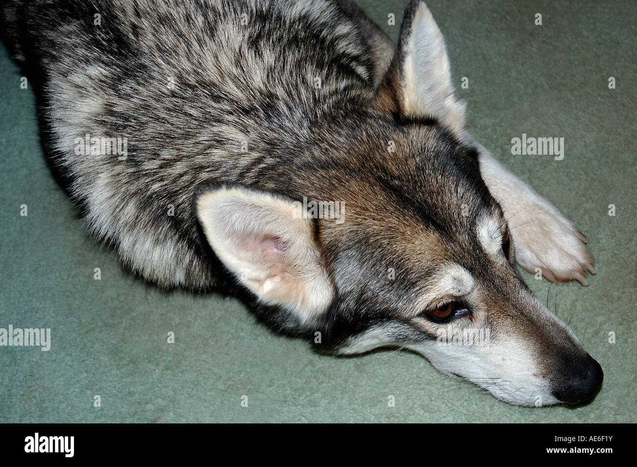 How Big Do Alaskan Shepherds Get