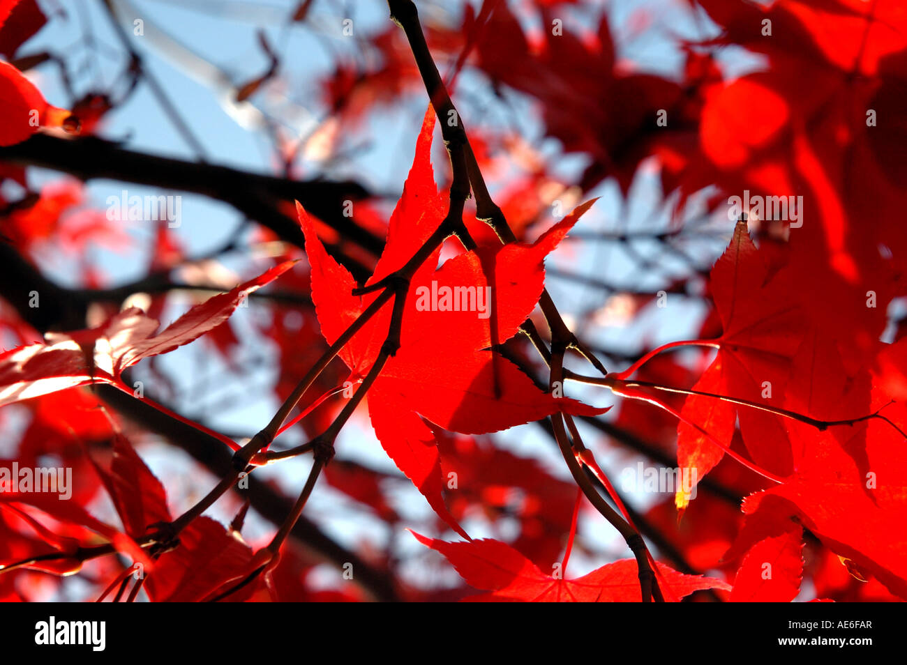 Red autumn leaves Stock Photo - Alamy