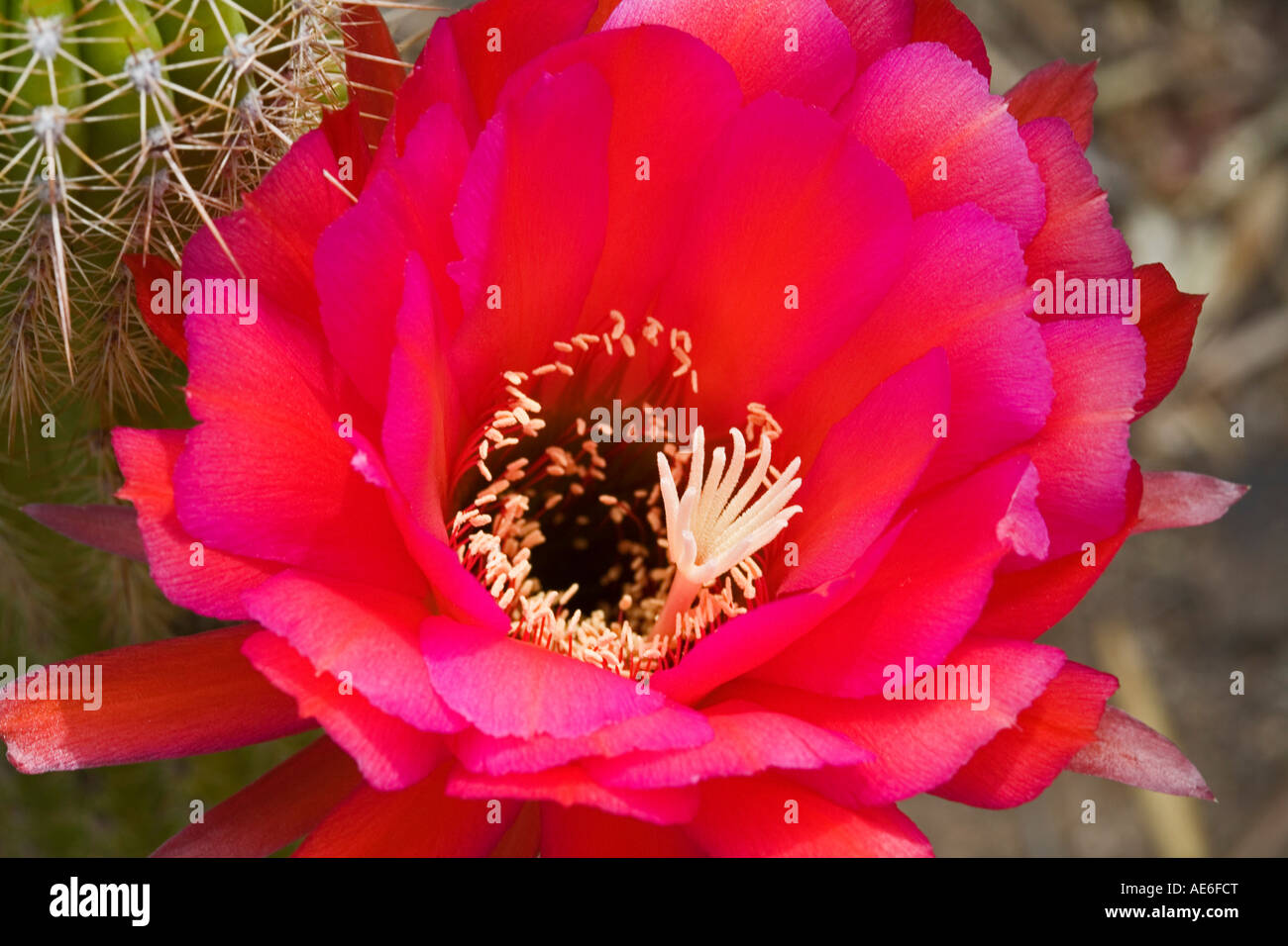 Red hybrid Trichocereus cactus flower Stock Photo - Alamy