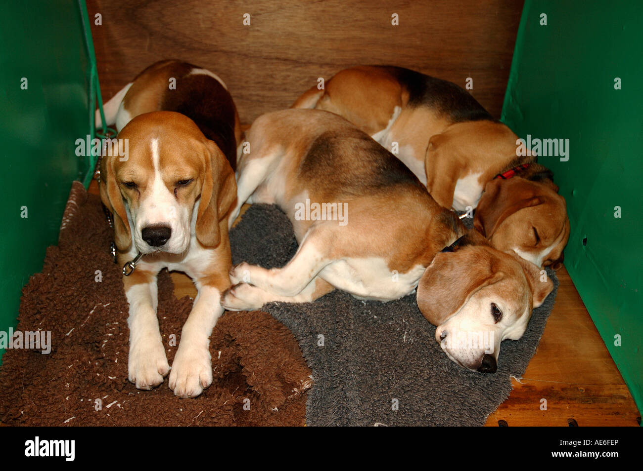 Three English Beagle Dogs Stock Photo - Alamy