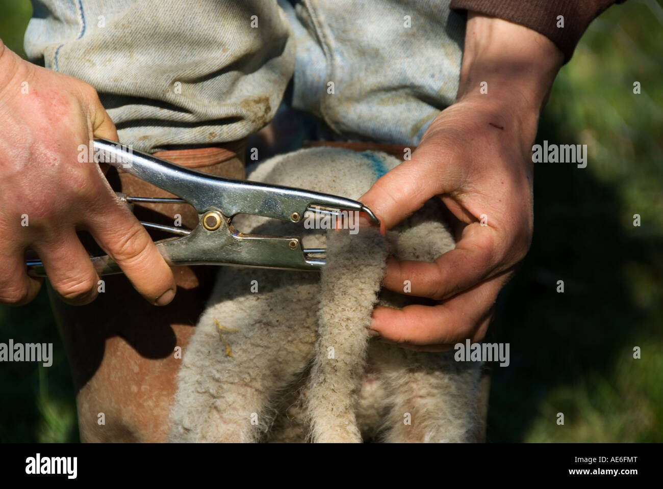 Sheep tail hi-res stock photography and images - Alamy
