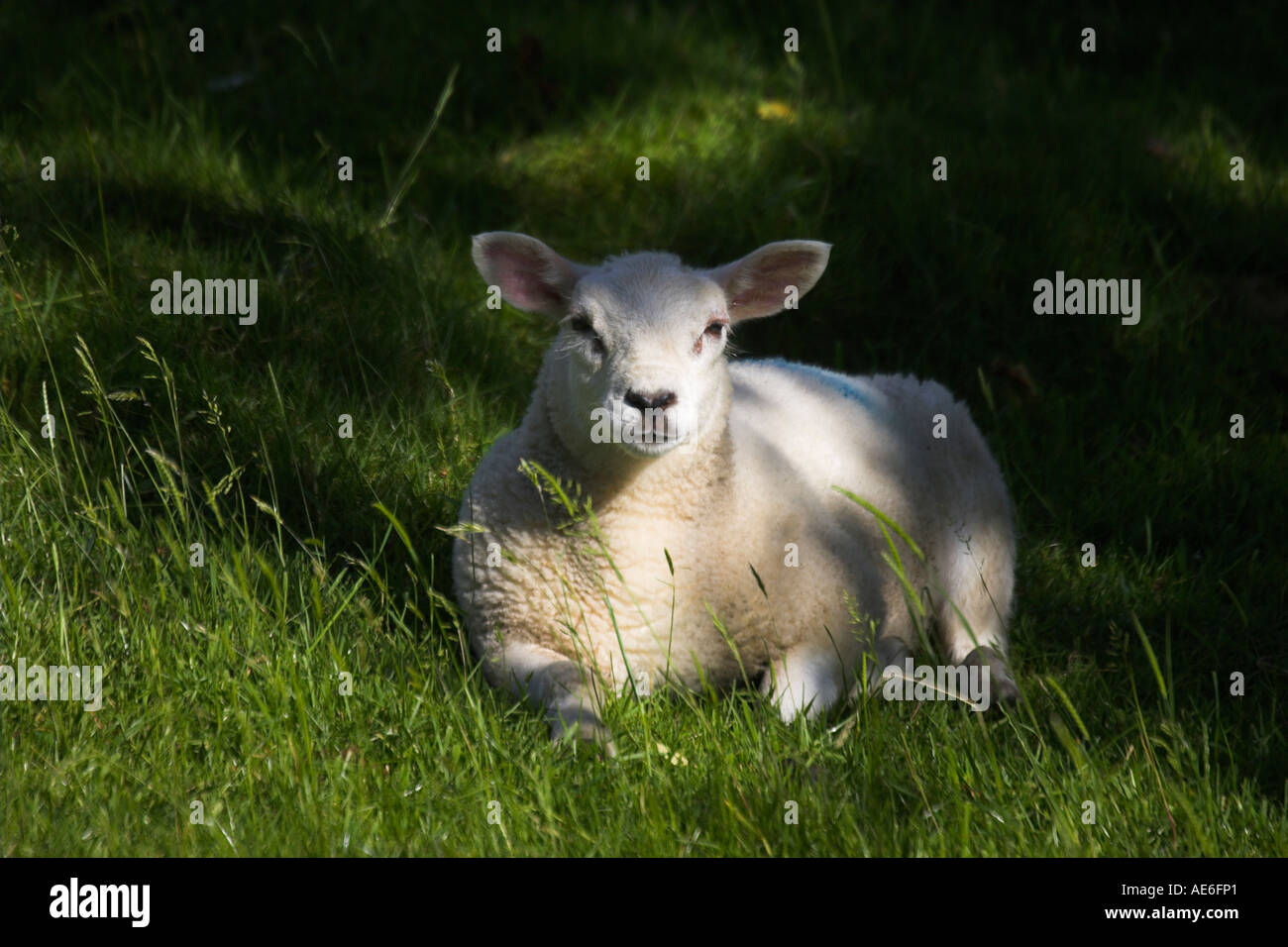 Matson estate sheep hi-res stock photography and images - Alamy