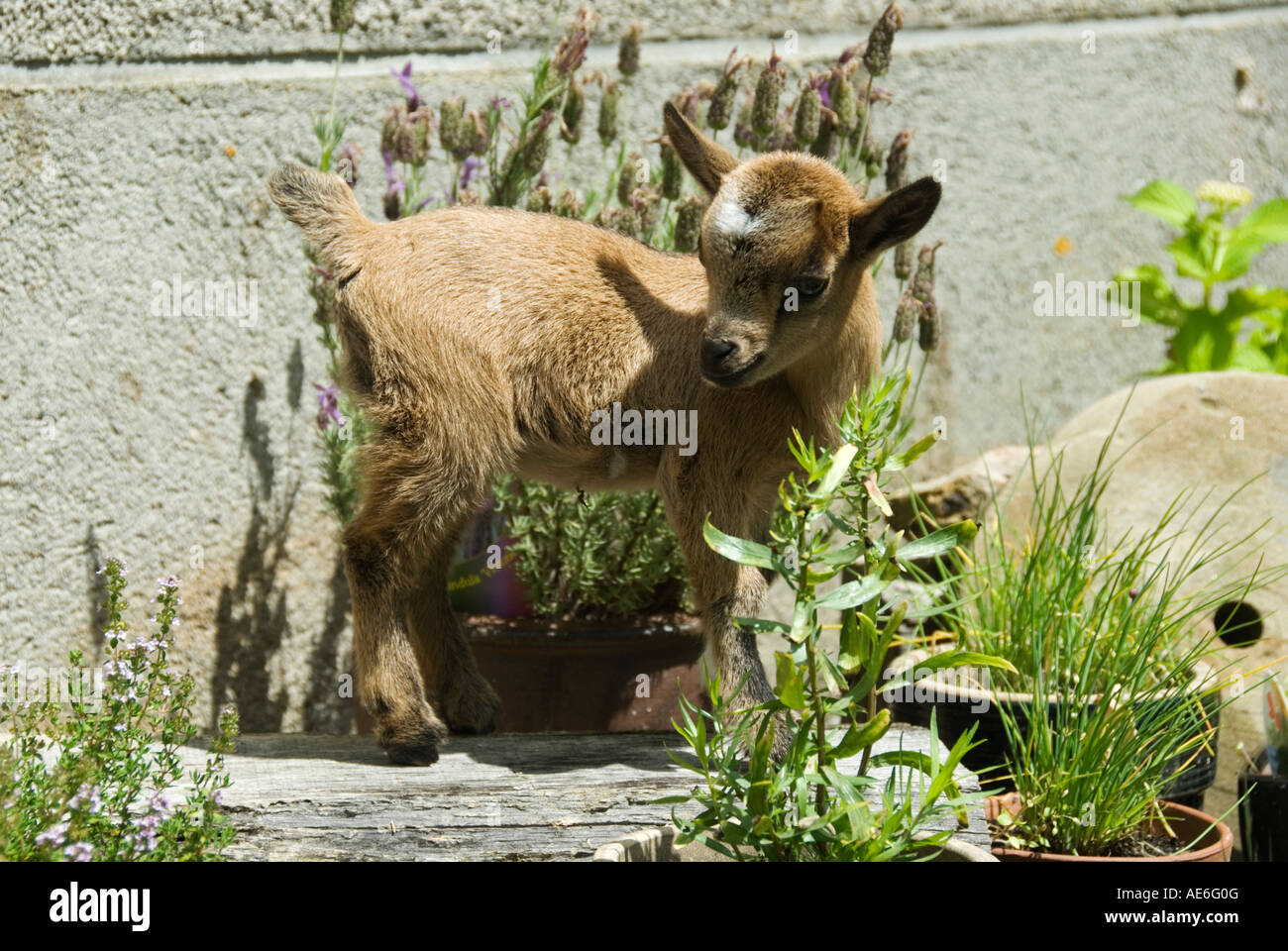 Pygmy baby goat hi-res stock photography and images - Alamy