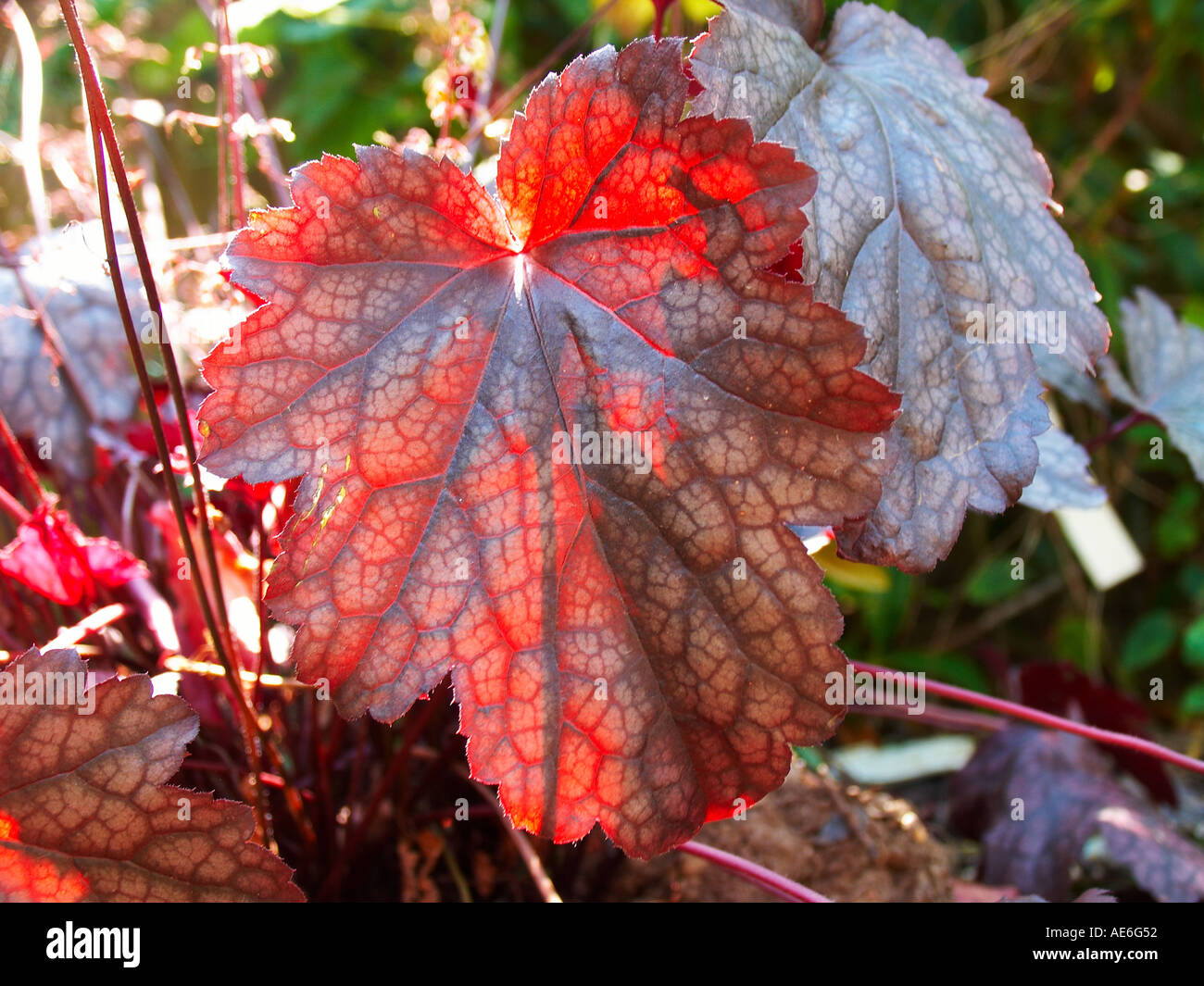 Red liquorice allsorts hi-res stock photography and images - Alamy