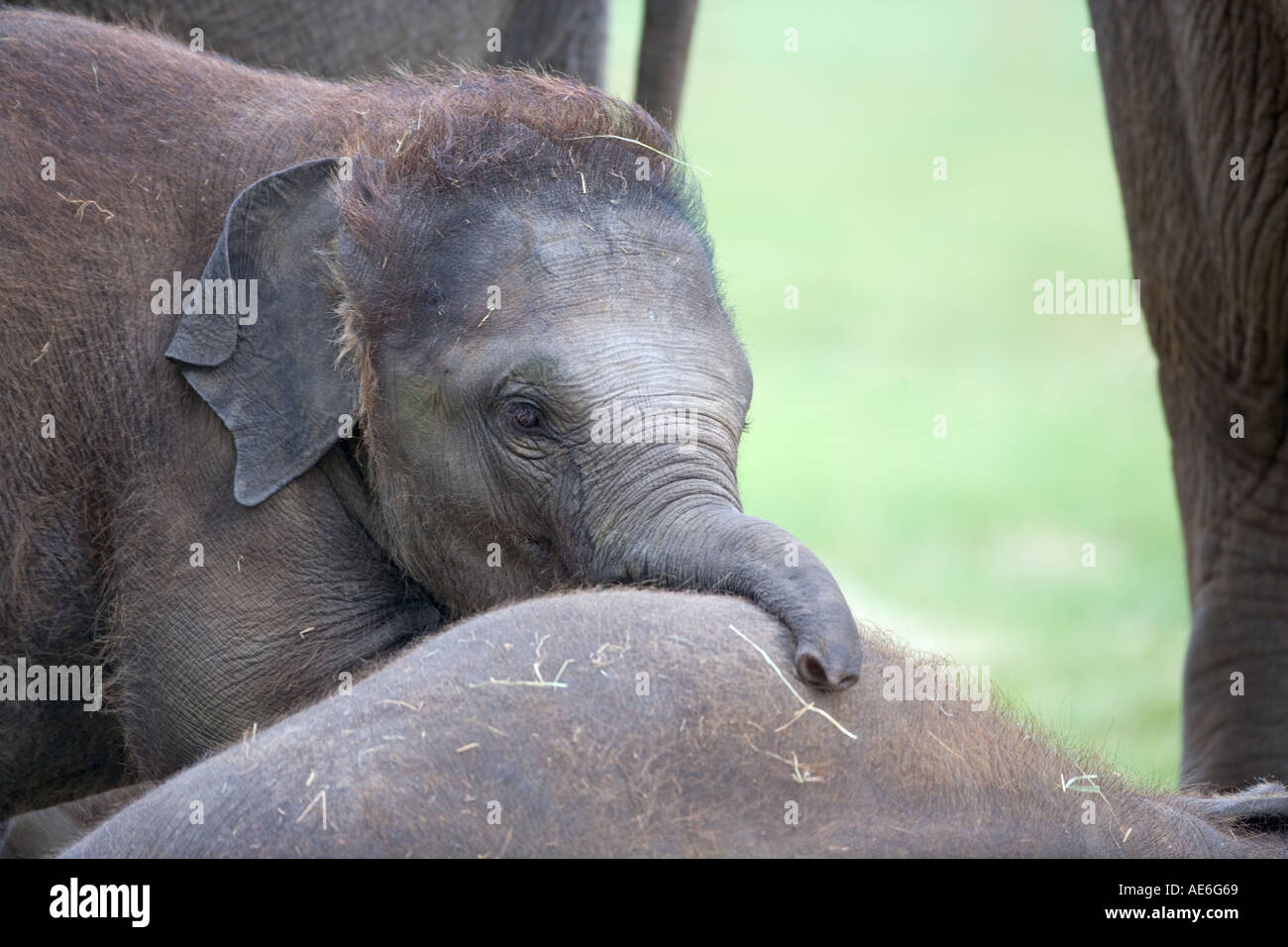 Elephant and calf birth hi-res stock photography and images - Alamy