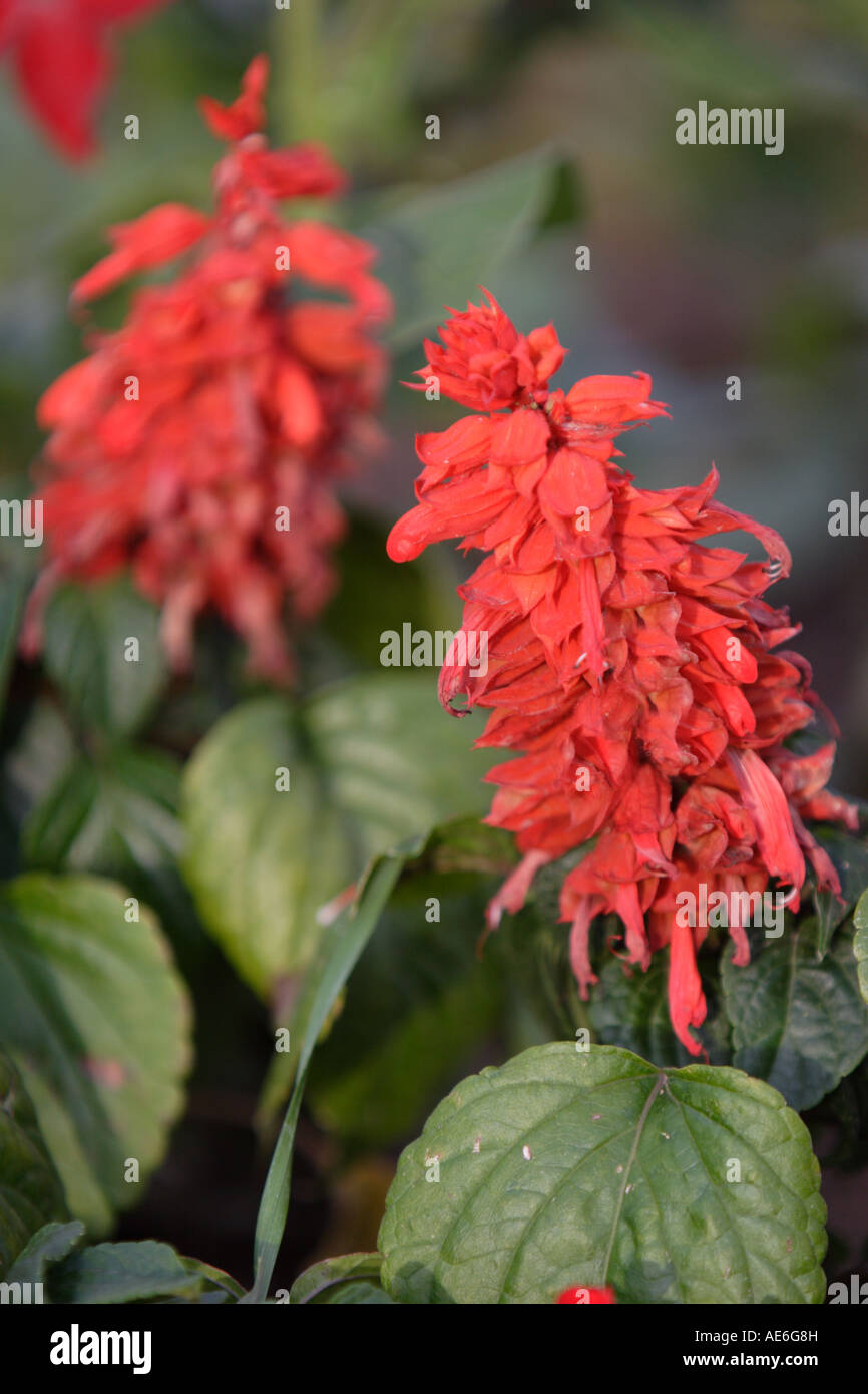 A vertical image of a Salvia plant with red flower showing leaf detail ...