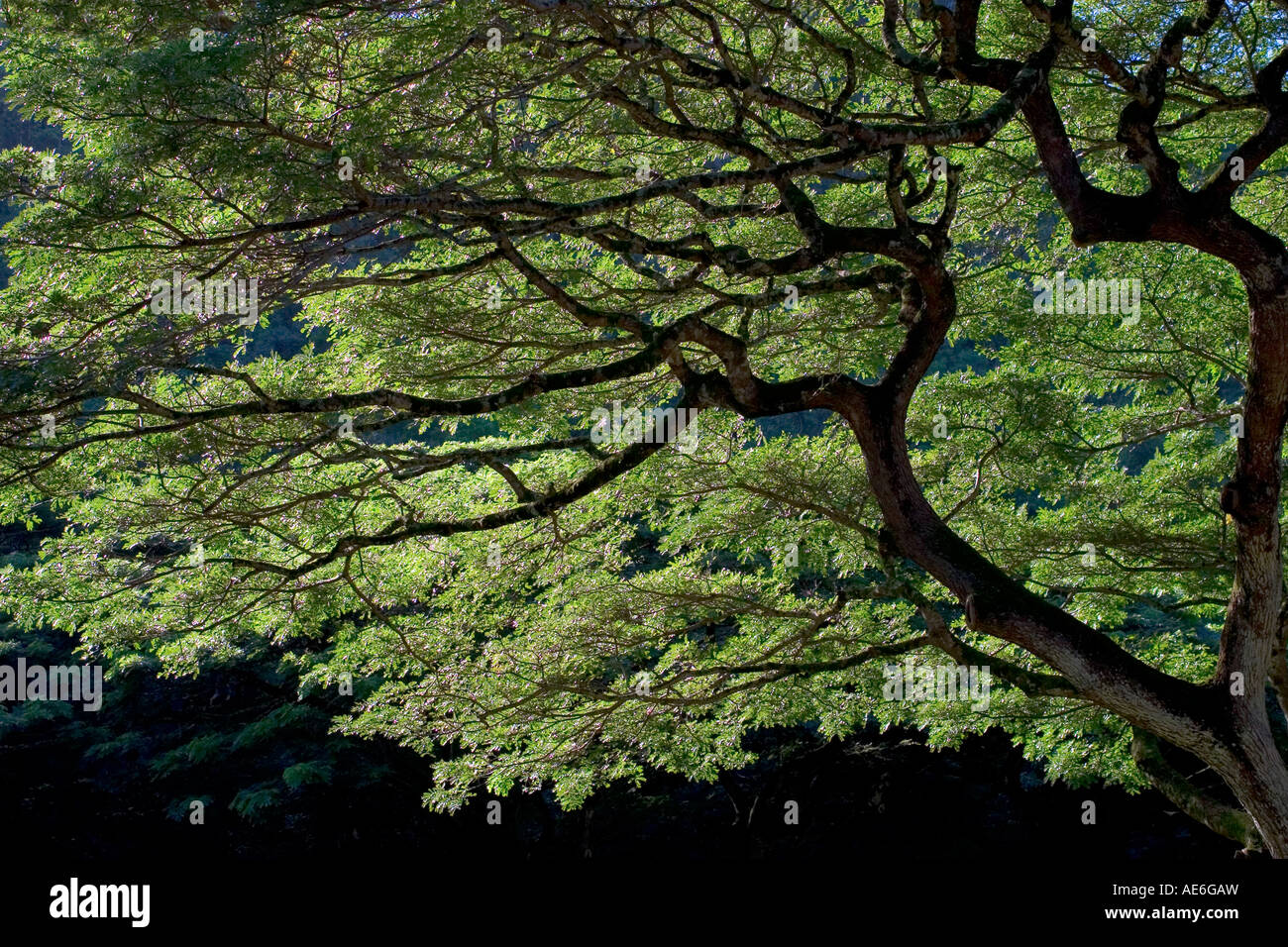 Canopy network hi-res stock photography and images - Alamy