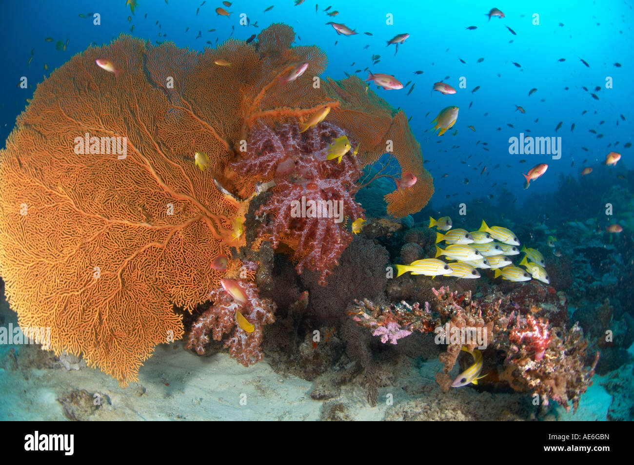reef scenic ,similan island,andaman sea ,Thailand Stock Photo - Alamy