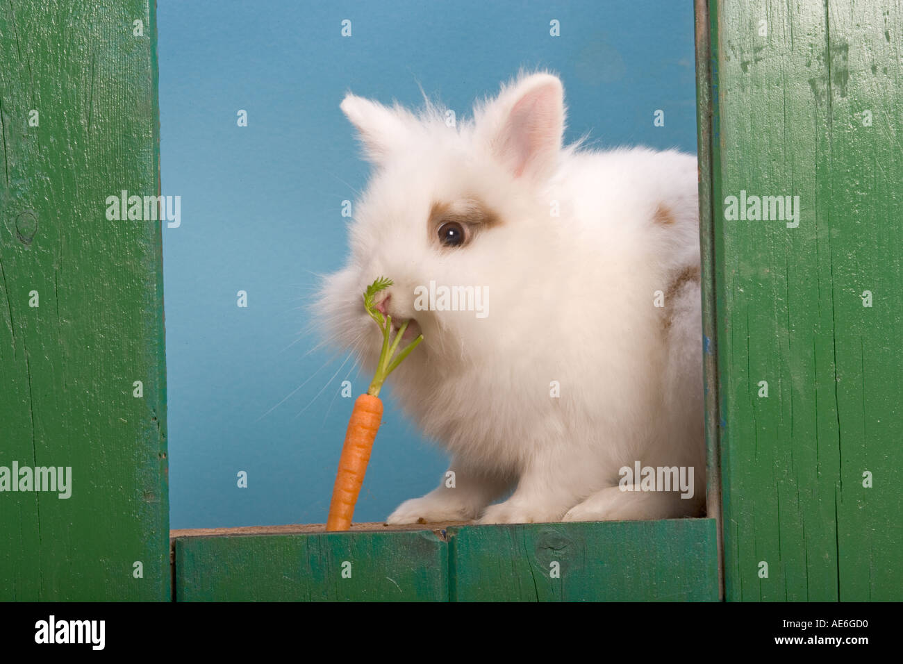 Lion head rabbit hi-res stock photography and images - Alamy