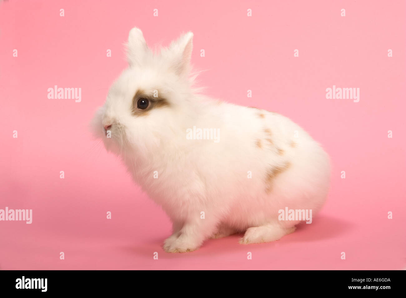 Lion head rabbit hi-res stock photography and images - Alamy