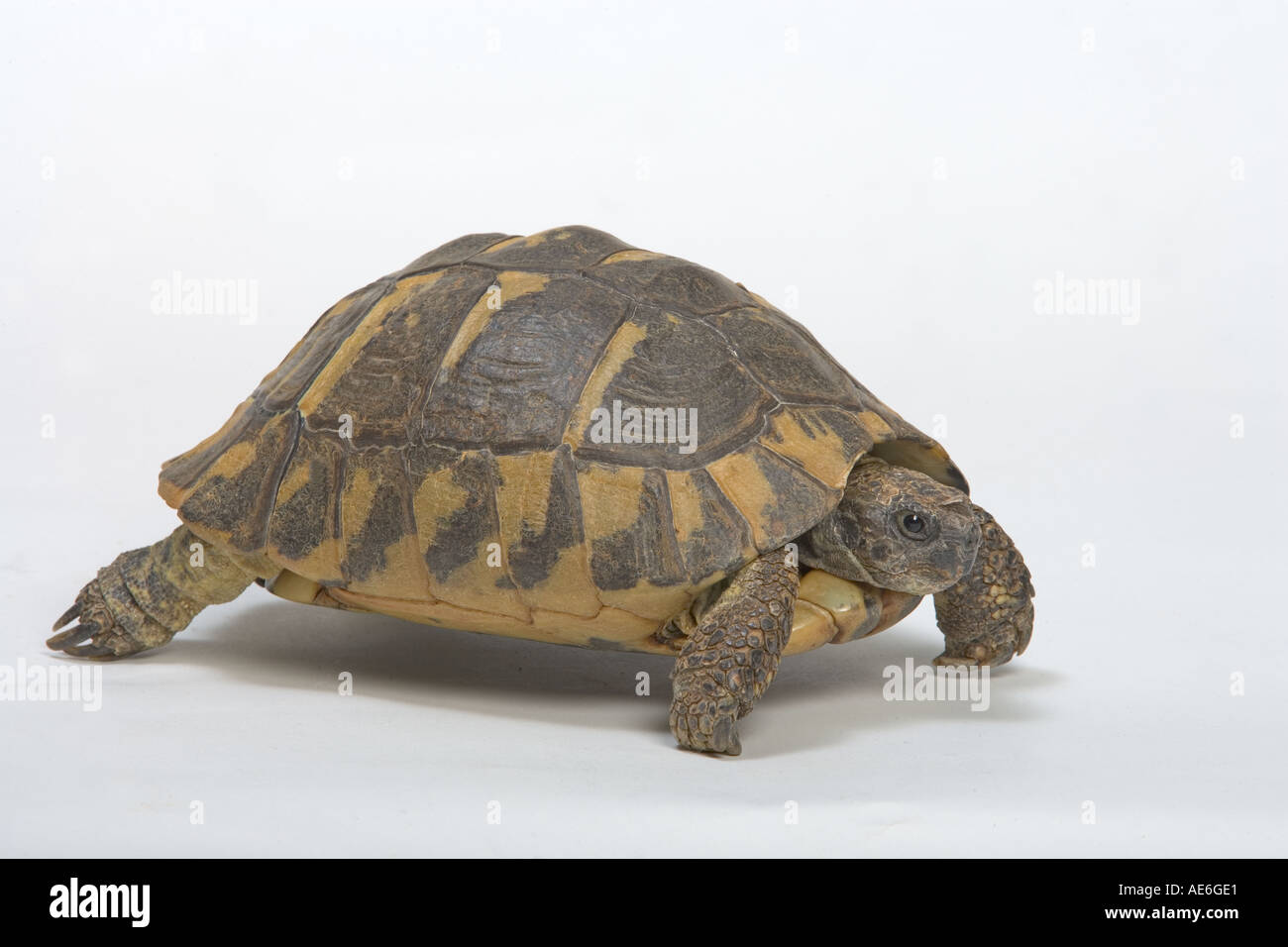 Pet tortoise hi-res stock photography and images - Alamy