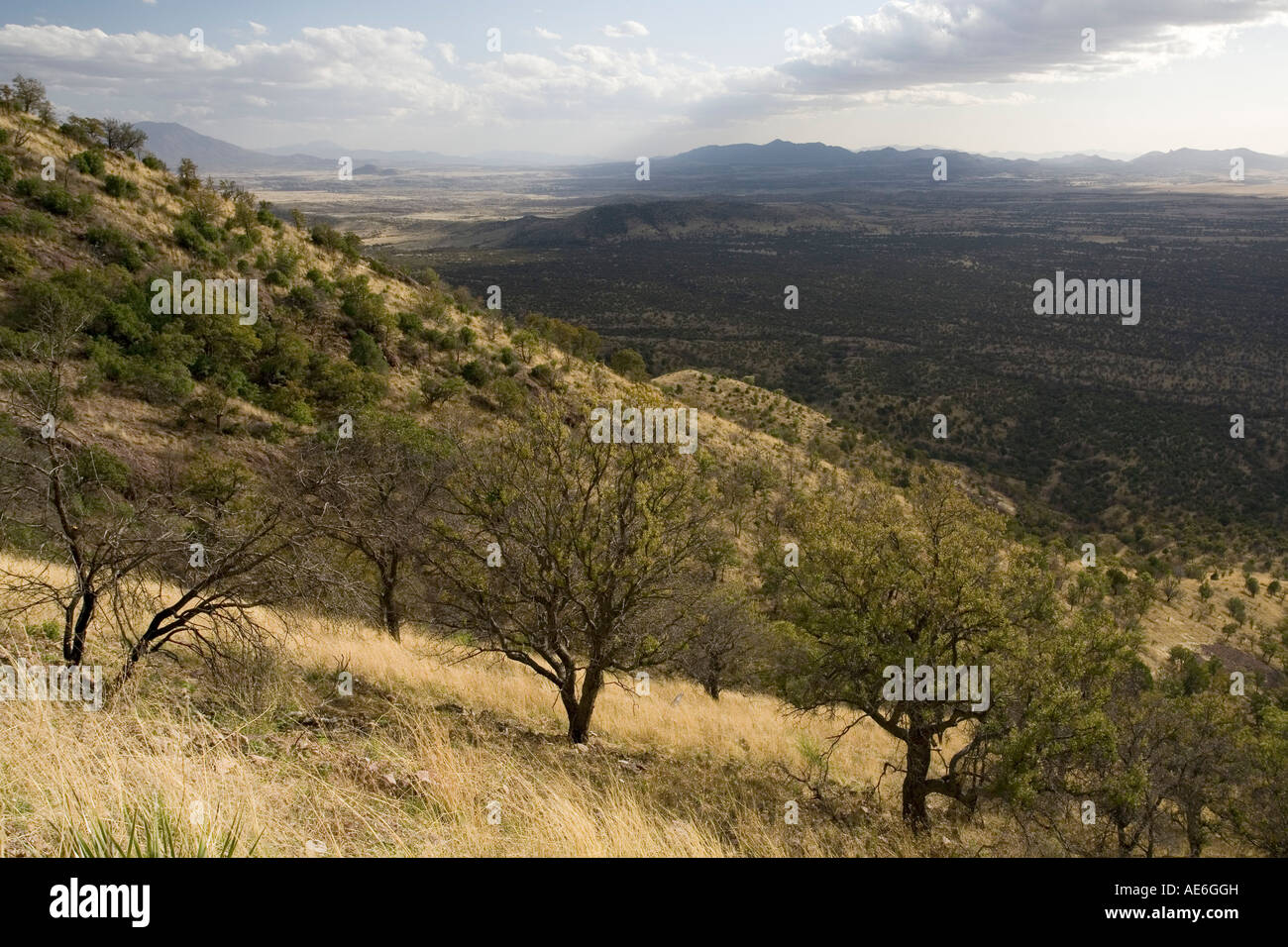 Foothills of the Huachuca Mountains looking south towards Mexico near ...