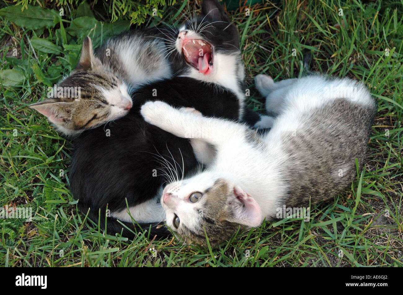 Cats playing on a grass Stock Photo - Alamy