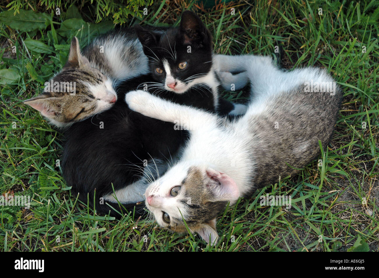 Cats playing on a grass Stock Photo - Alamy