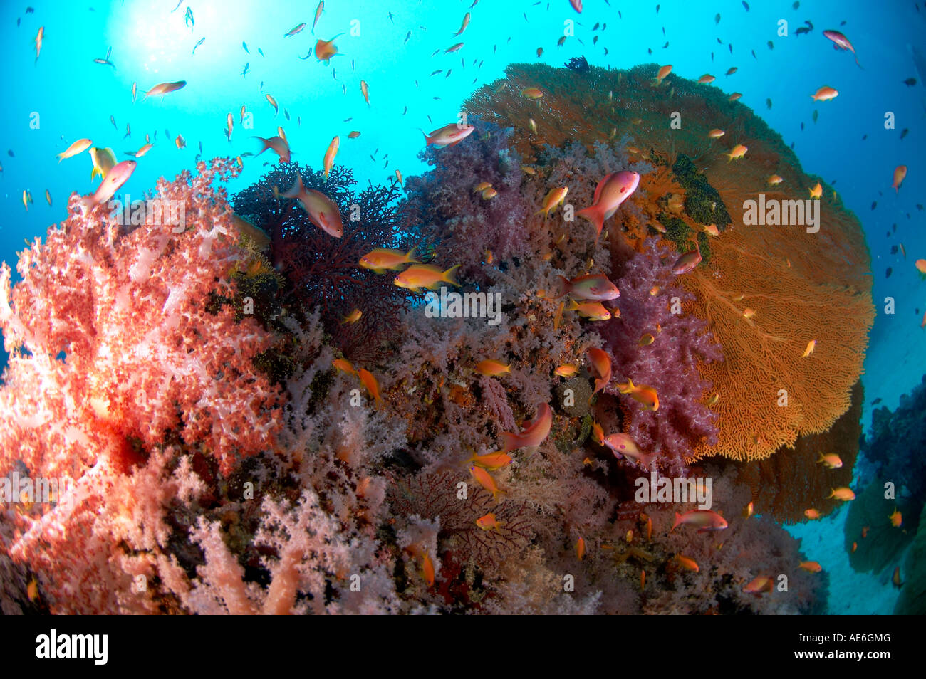 similan reef,andaman sea Thailand Stock Photo - Alamy