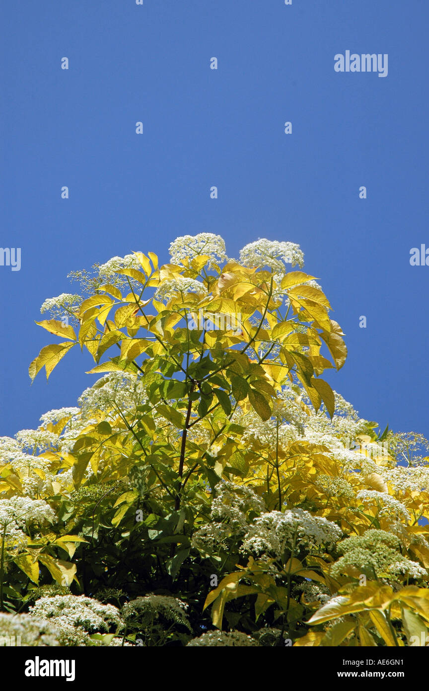 Golden Elder Sambucus Nigra Aurea also called Black Elder or Bourtree ...