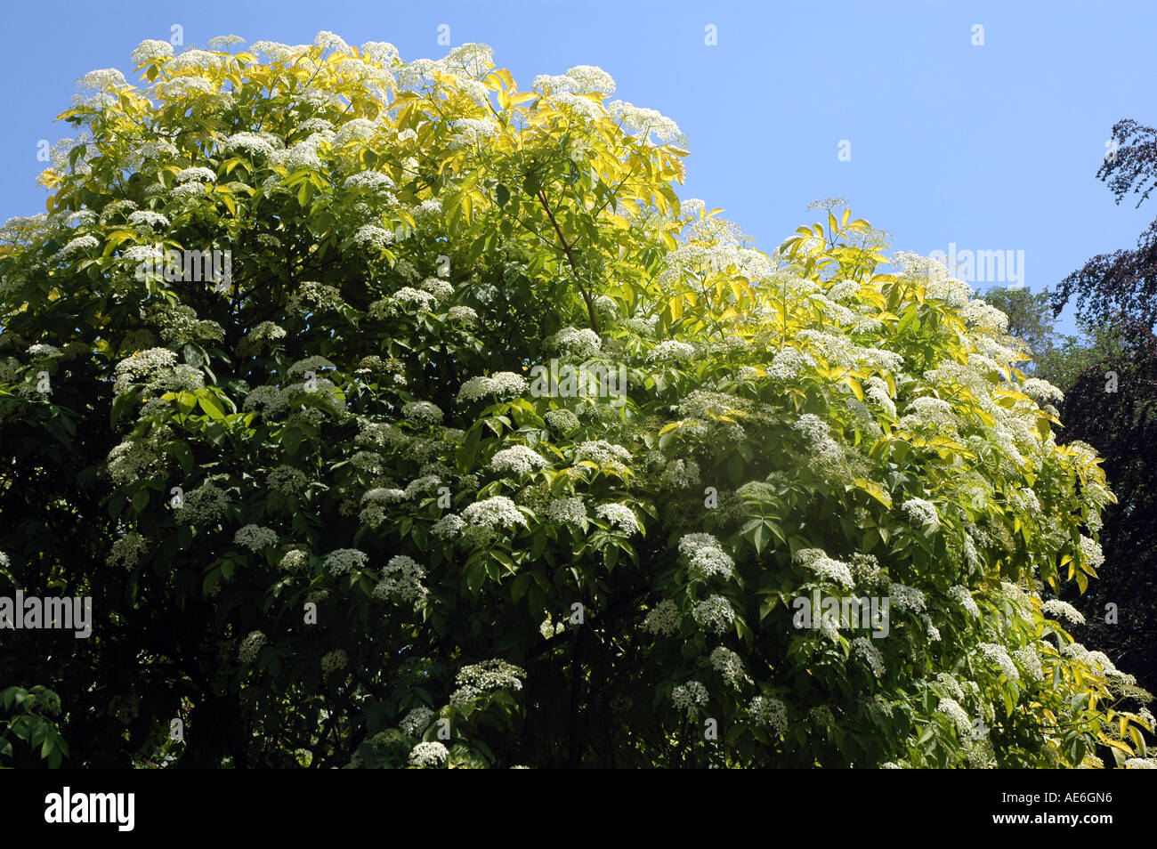 Golden Elder Sambucus Nigra Aurea also called Black Elder or Bourtree ...