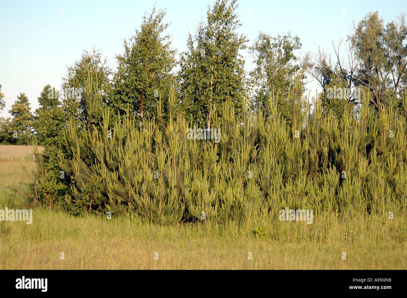 Small grove young pine trees hi-res stock photography and images - Alamy