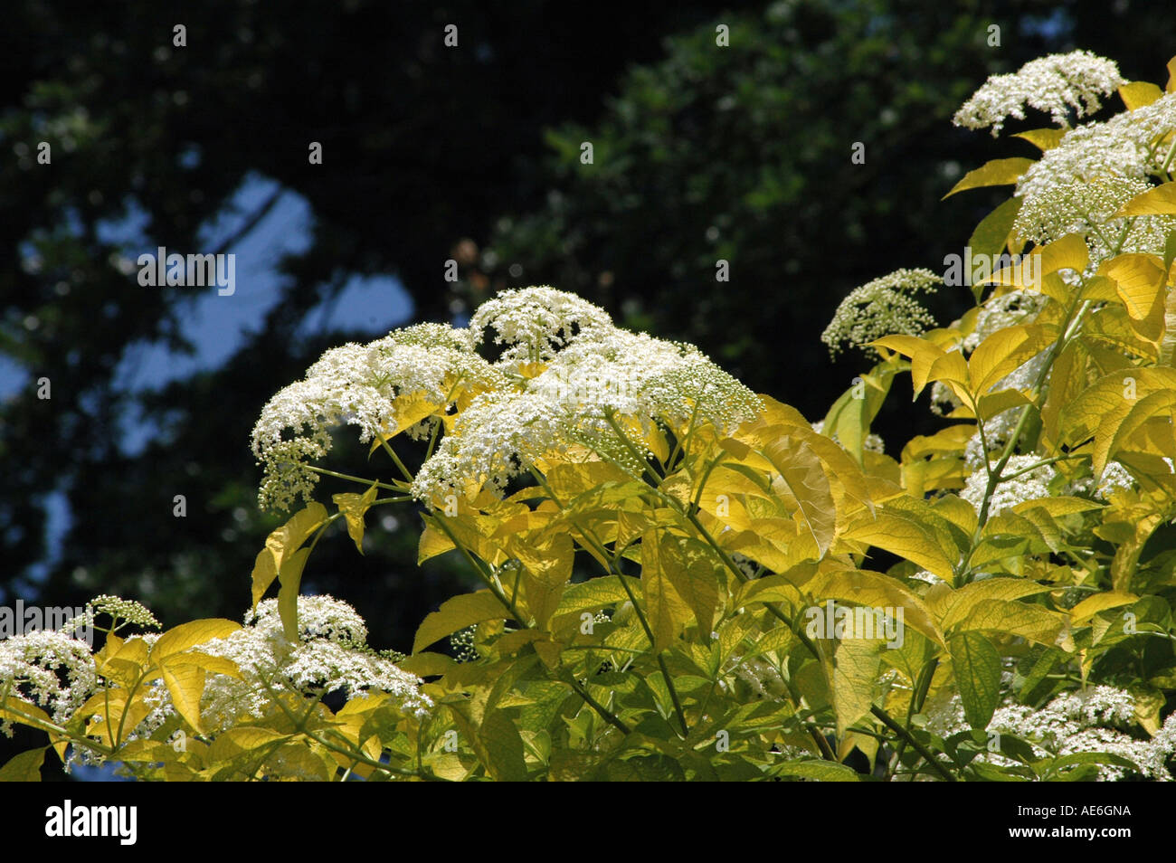 Golden Elder Sambucus Nigra Aurea also called Black Elder or Bourtree ...