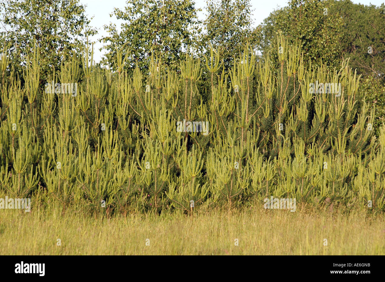 Pine trees grove Stock Photo - Alamy