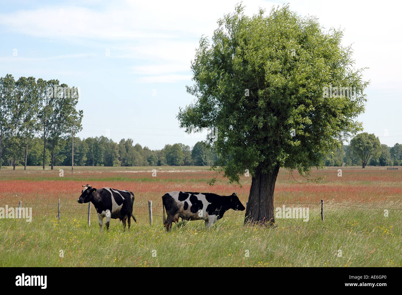 Polish countryside, landscape with willow tree and cows Stock Photo - Alamy