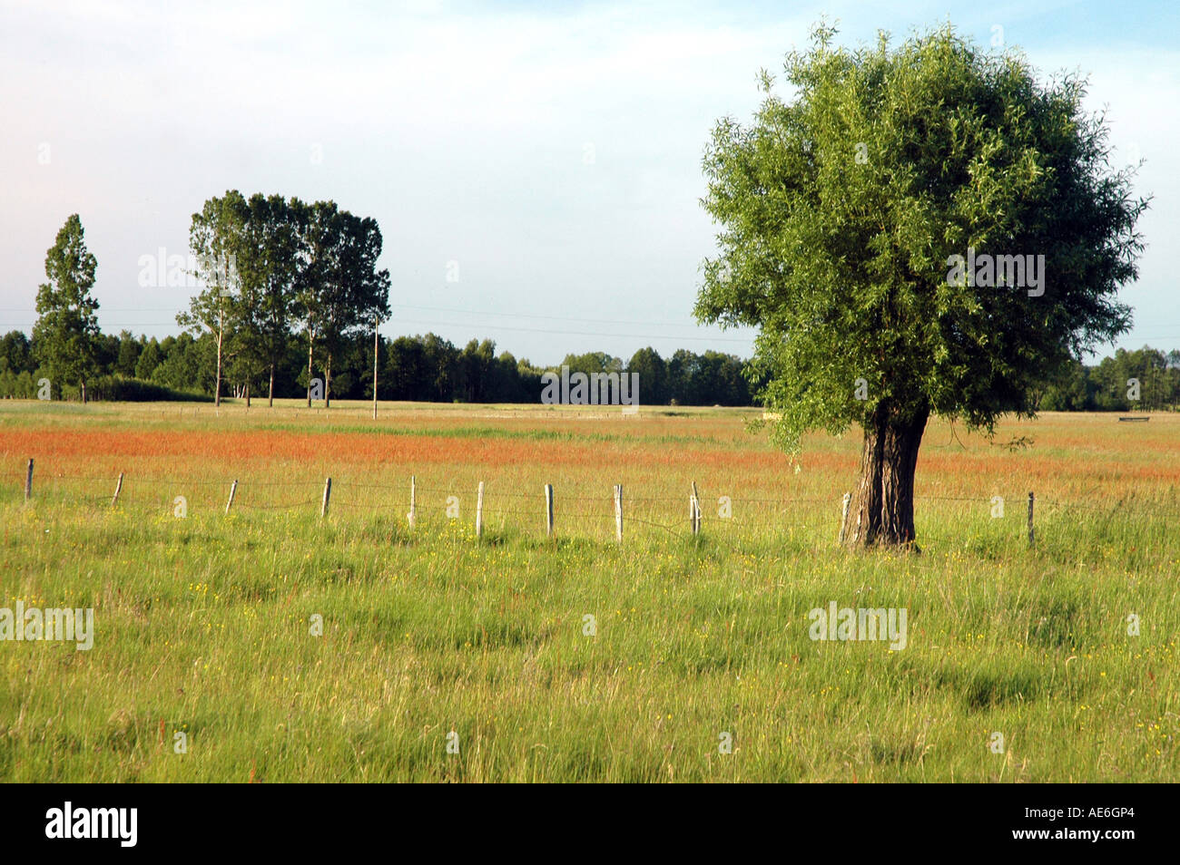 Polish countryside, landscape with willow tree Stock Photo - Alamy