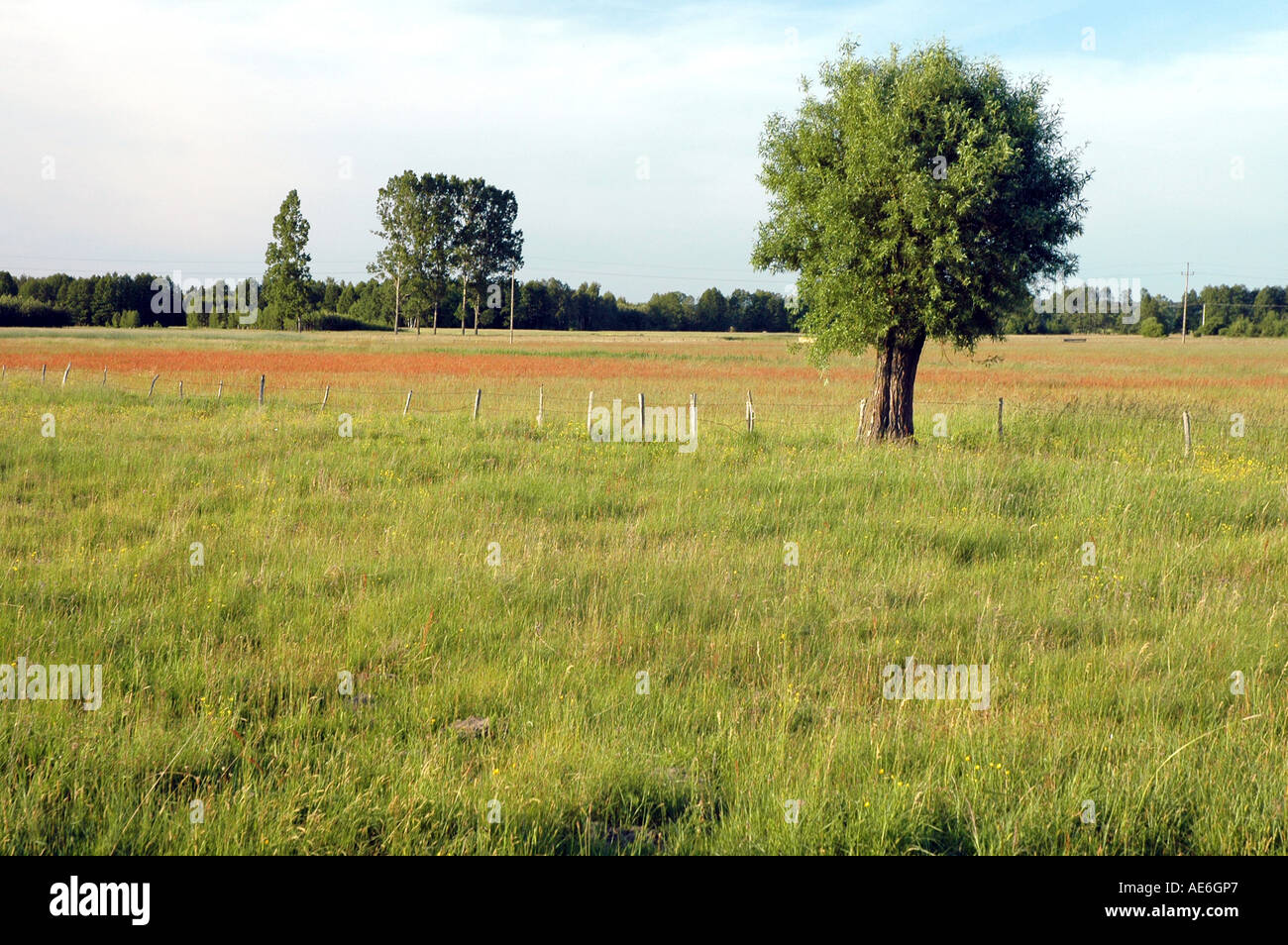 Polish countryside, landscape with willow tree Stock Photo - Alamy