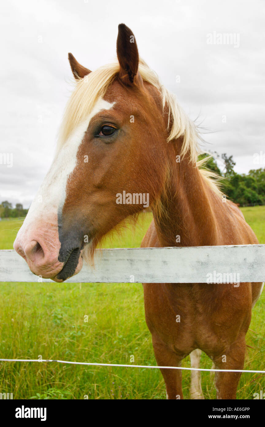 Horse looking over the fence Stock Photo - Alamy