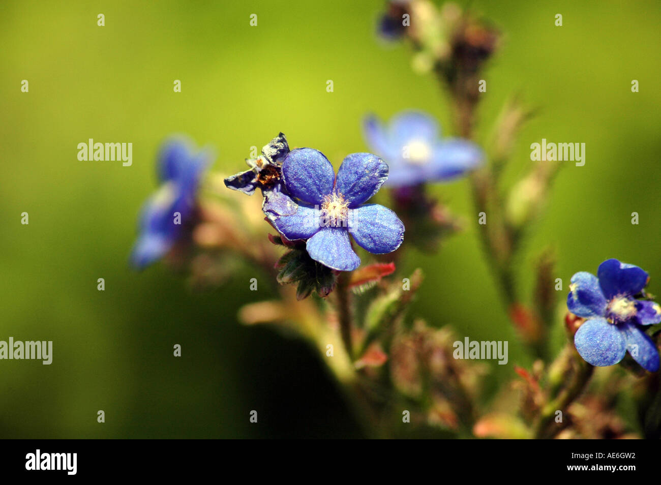 Italian bugloss Anchusa azurea Stock Photo - Alamy